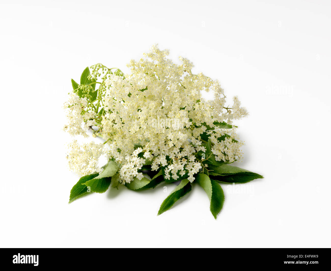 Elderflower hi-res stock photography and images - Alamy
