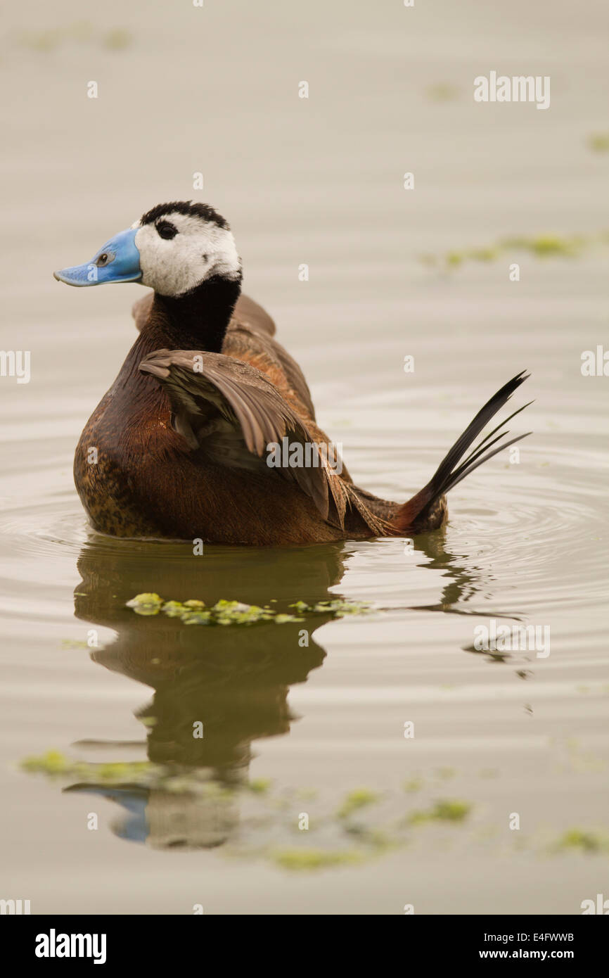 Male White-headed Duck swimming on a spanish lake Stock Photo - Alamy