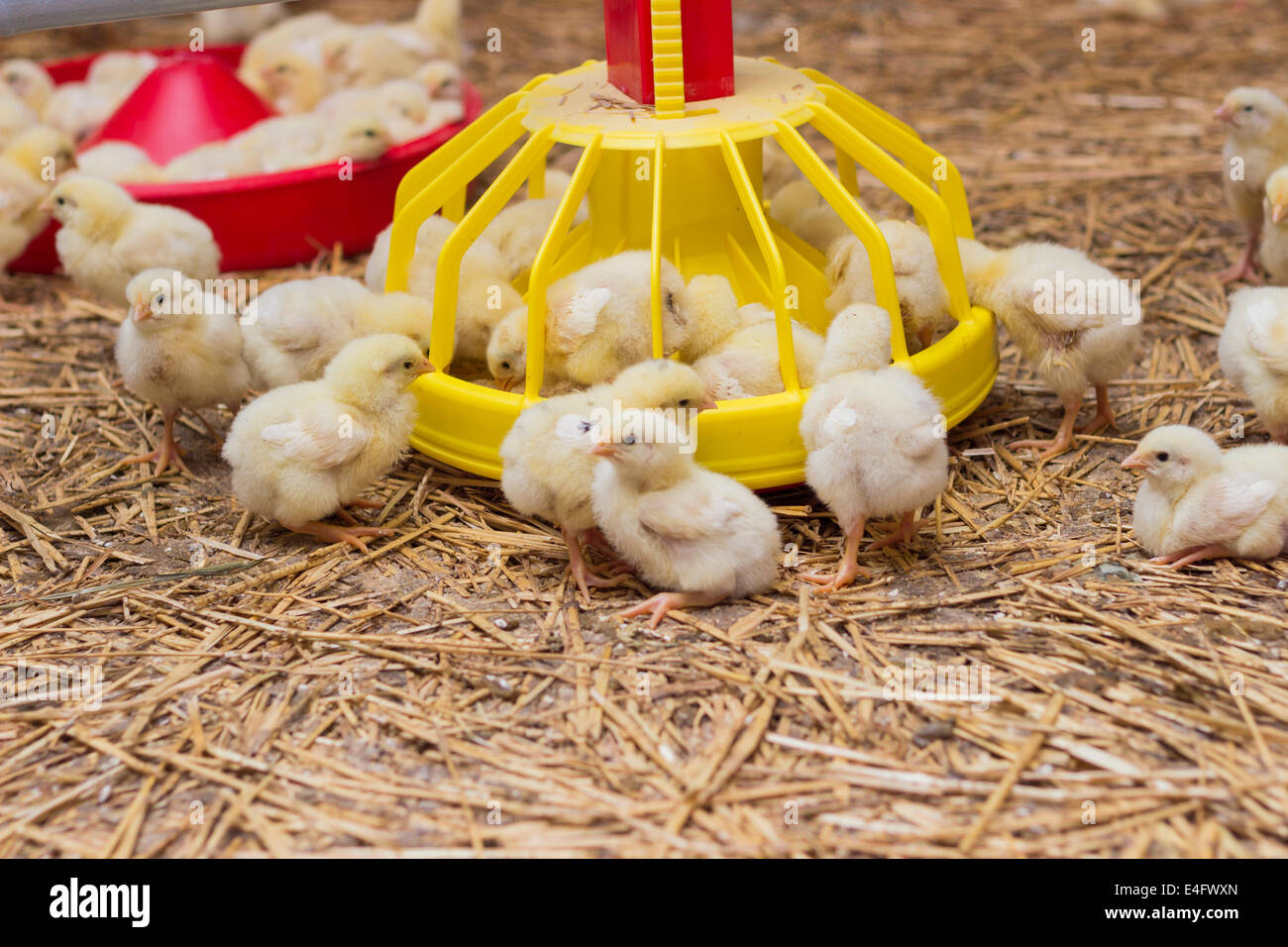 Baby chicken being fed on a chicken farm, close up Stock Photo - Alamy