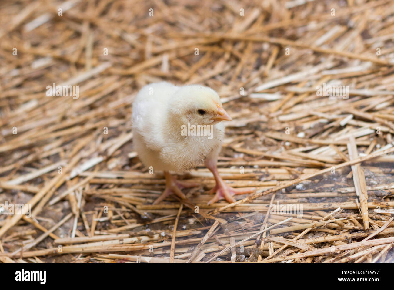 Baby chicken in a hay, closeup Stock Photo - Alamy
