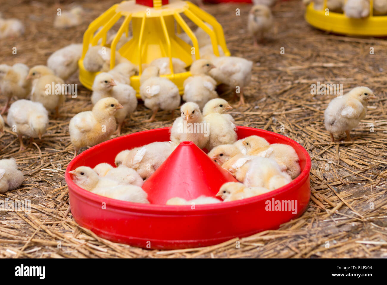 Baby animal farm hi-res stock photography and images - Alamy