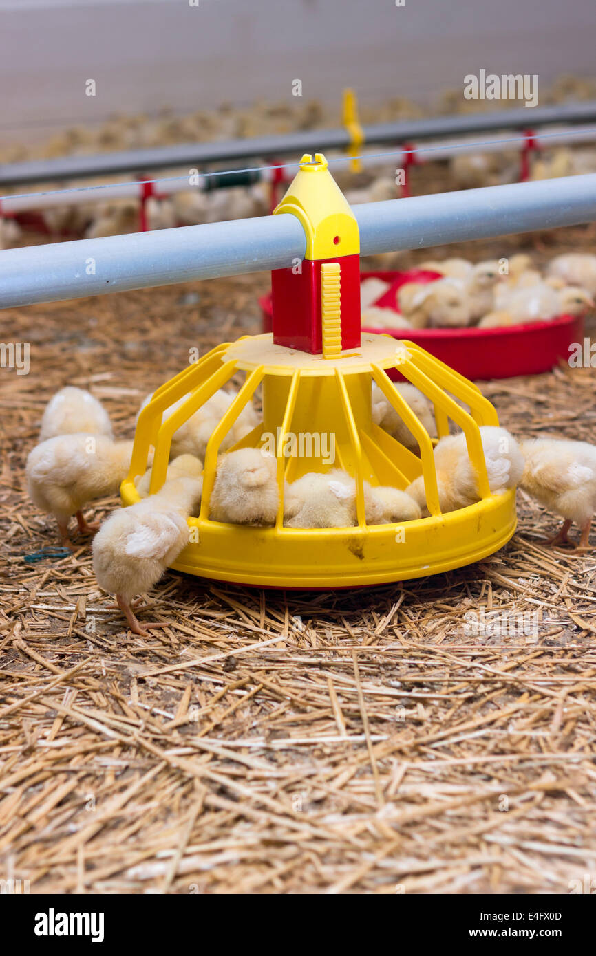 Baby chicken being fed on a chicken farm, close up Stock Photo - Alamy