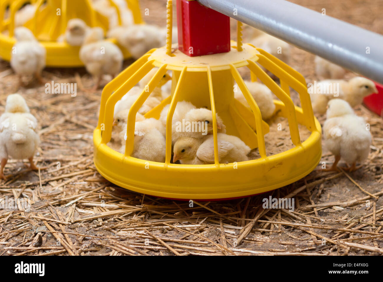 Baby animal farm hi-res stock photography and images - Alamy