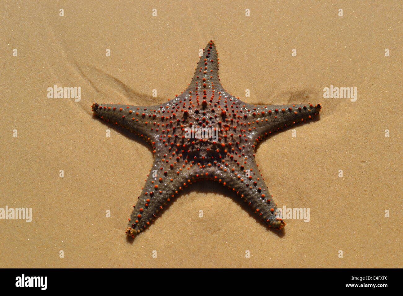 Australia starfish hi-res stock photography and images - Alamy