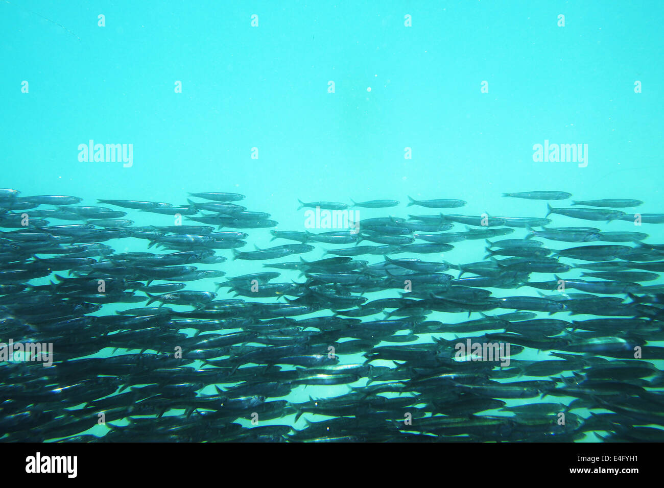 San Diego, CA, USA. 9th July, 2014. A huge school of anchovy swim near ...