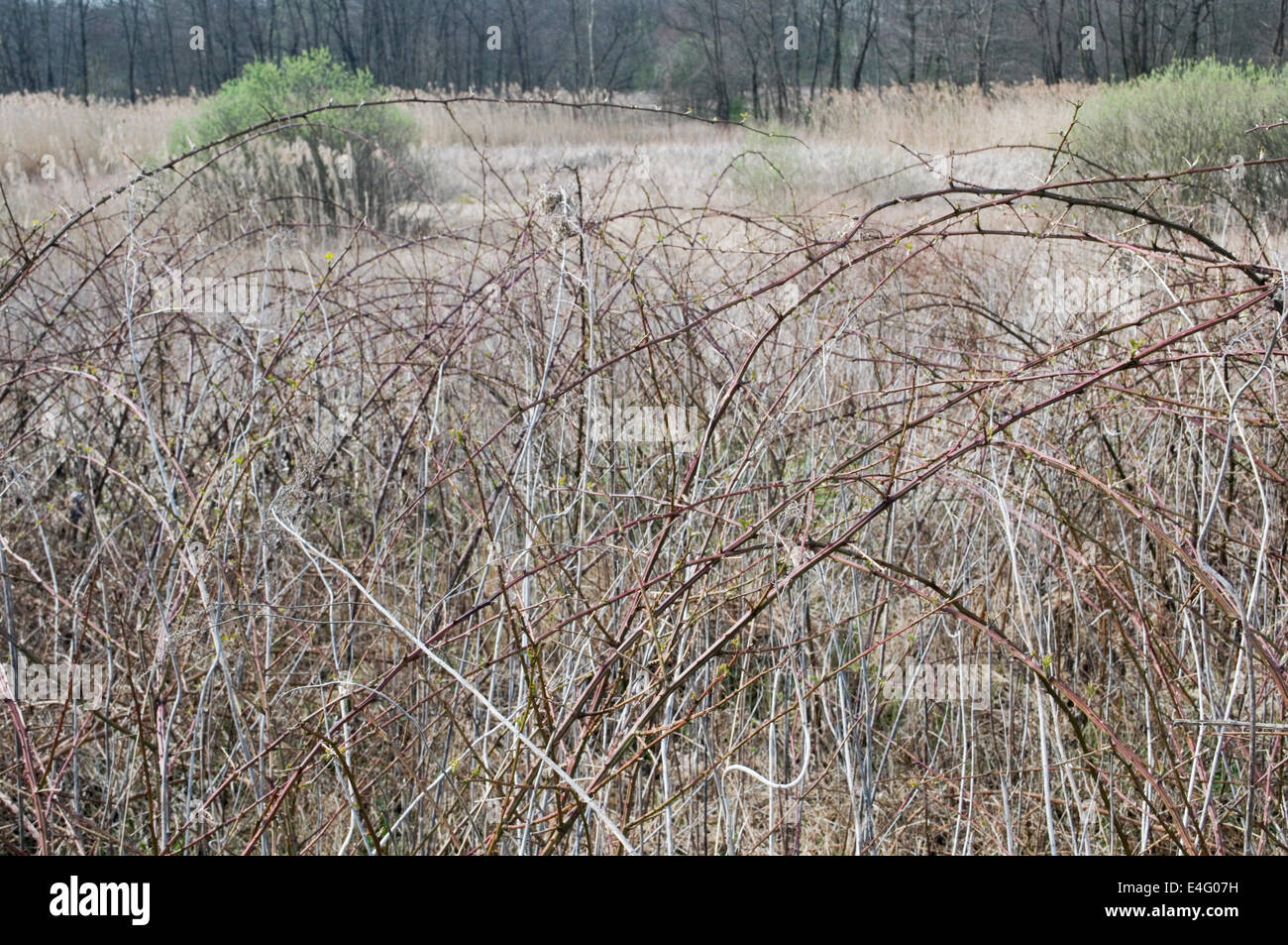 Thorny plants hi-res stock photography and images - Alamy