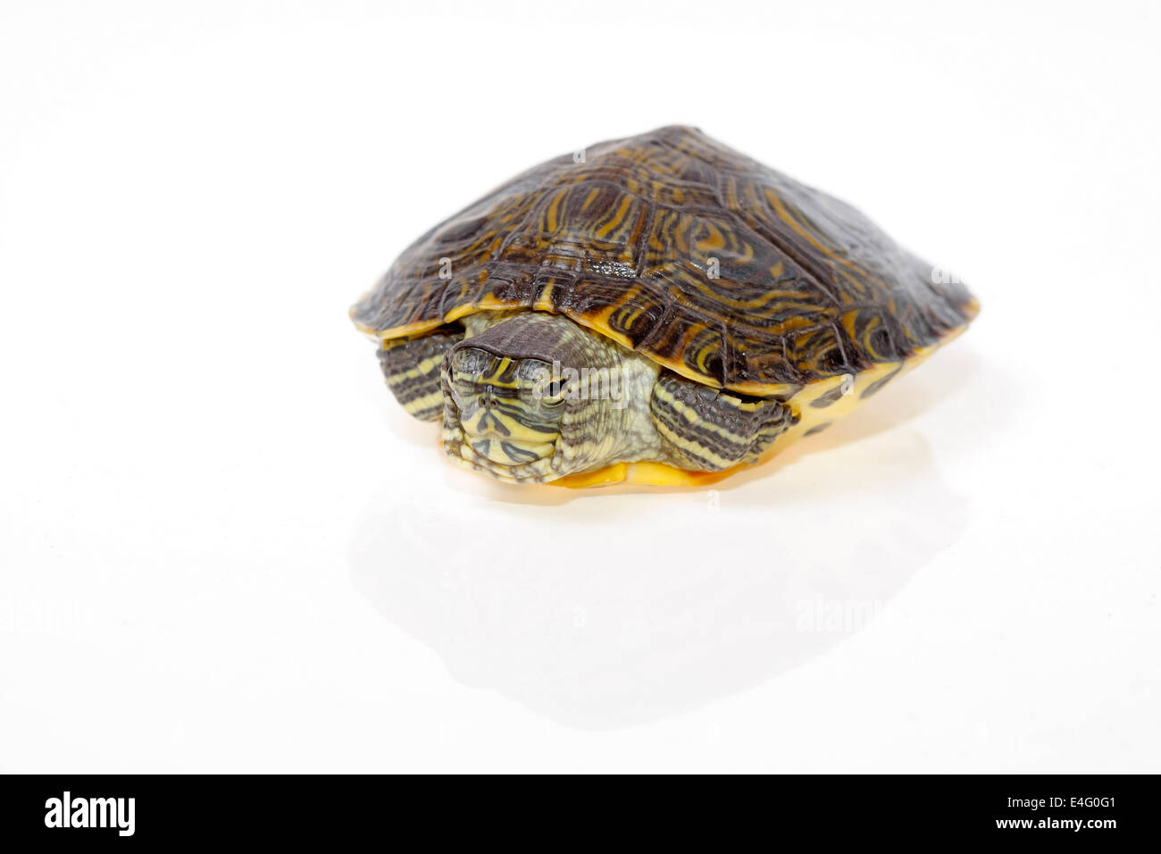Baby eastern box turtle hi-res stock photography and images - Alamy