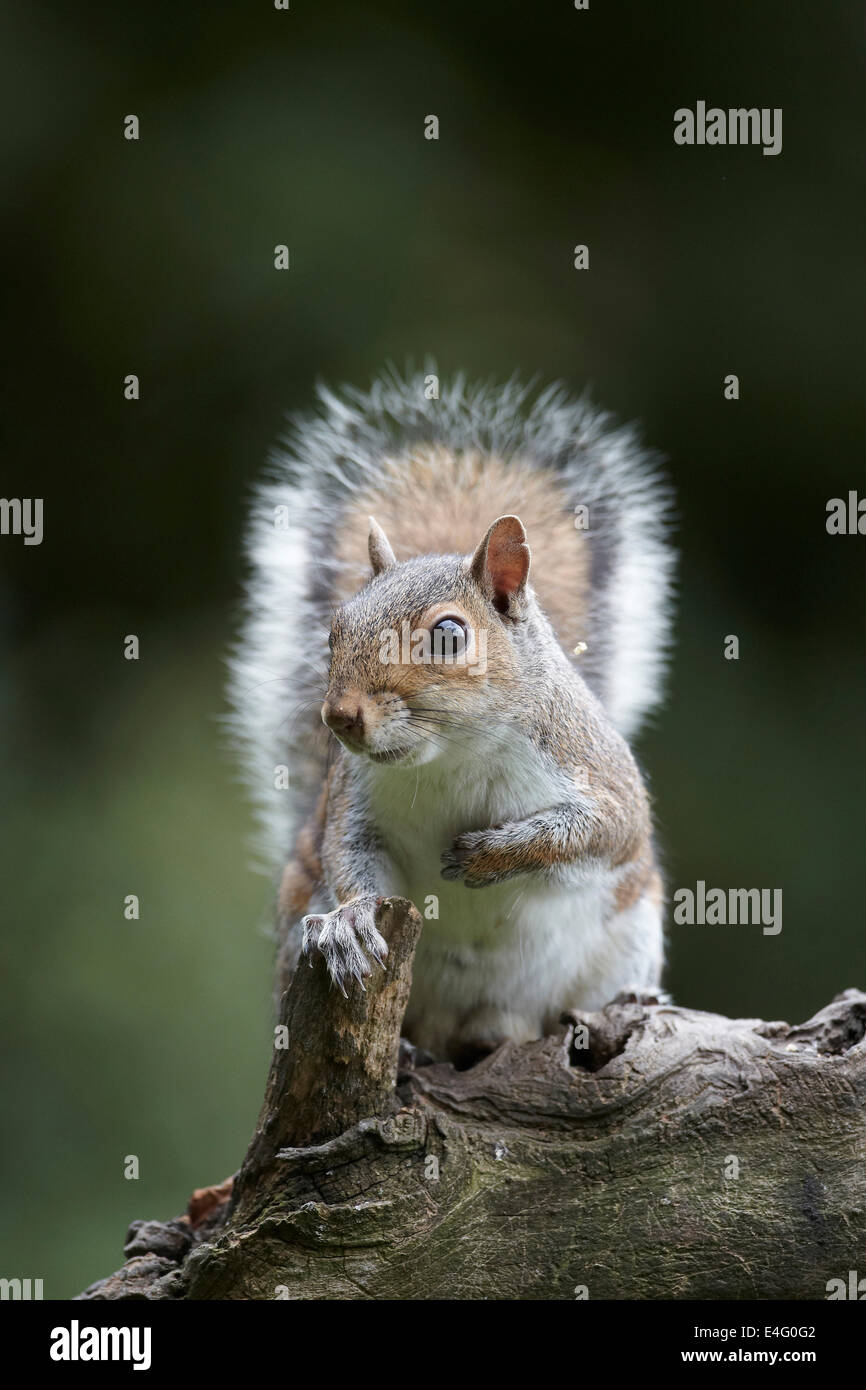 Sciurus carolinensis pest introduced vermin hi-res stock photography ...