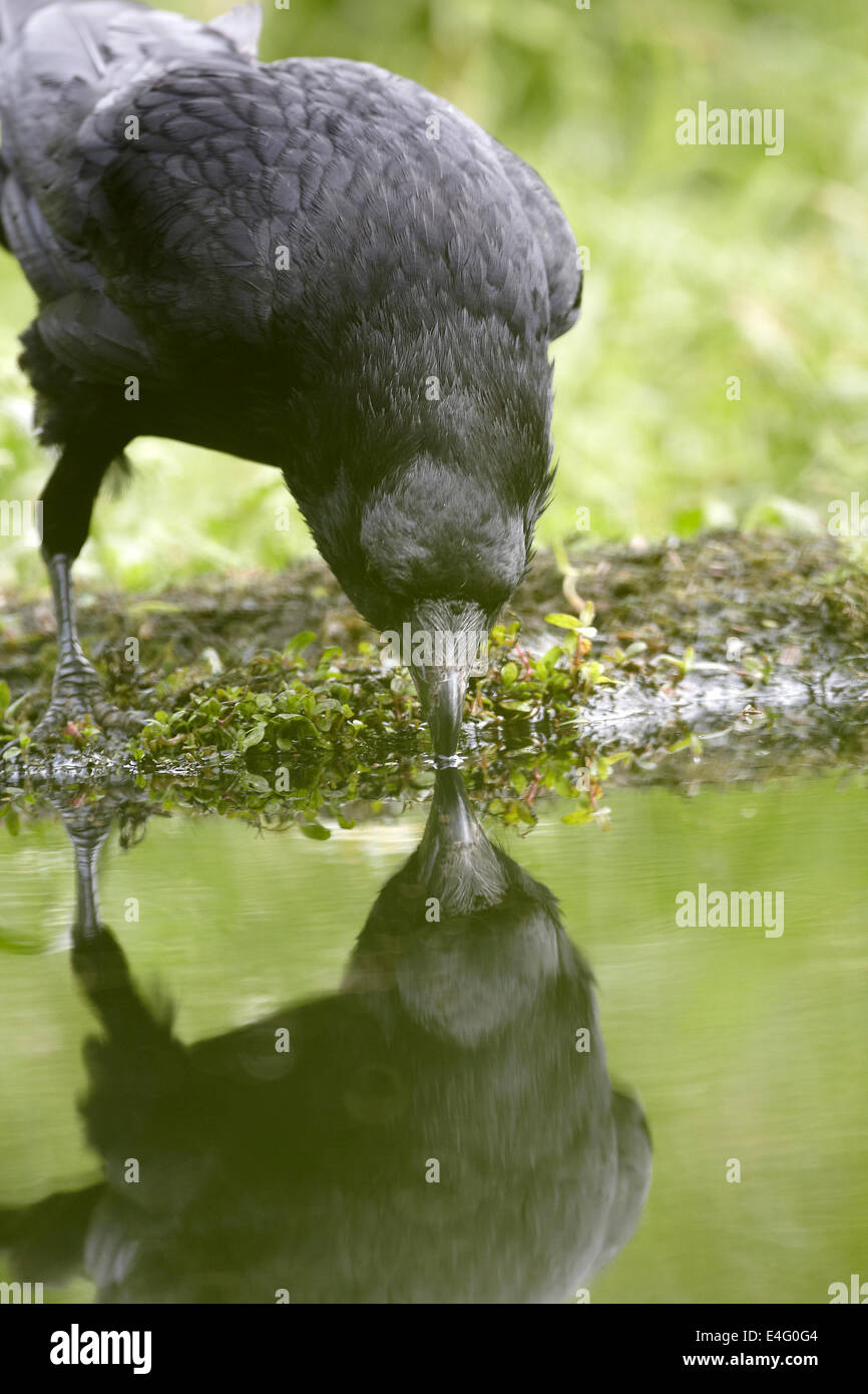 Crow drinking water hi-res stock photography and images - Alamy