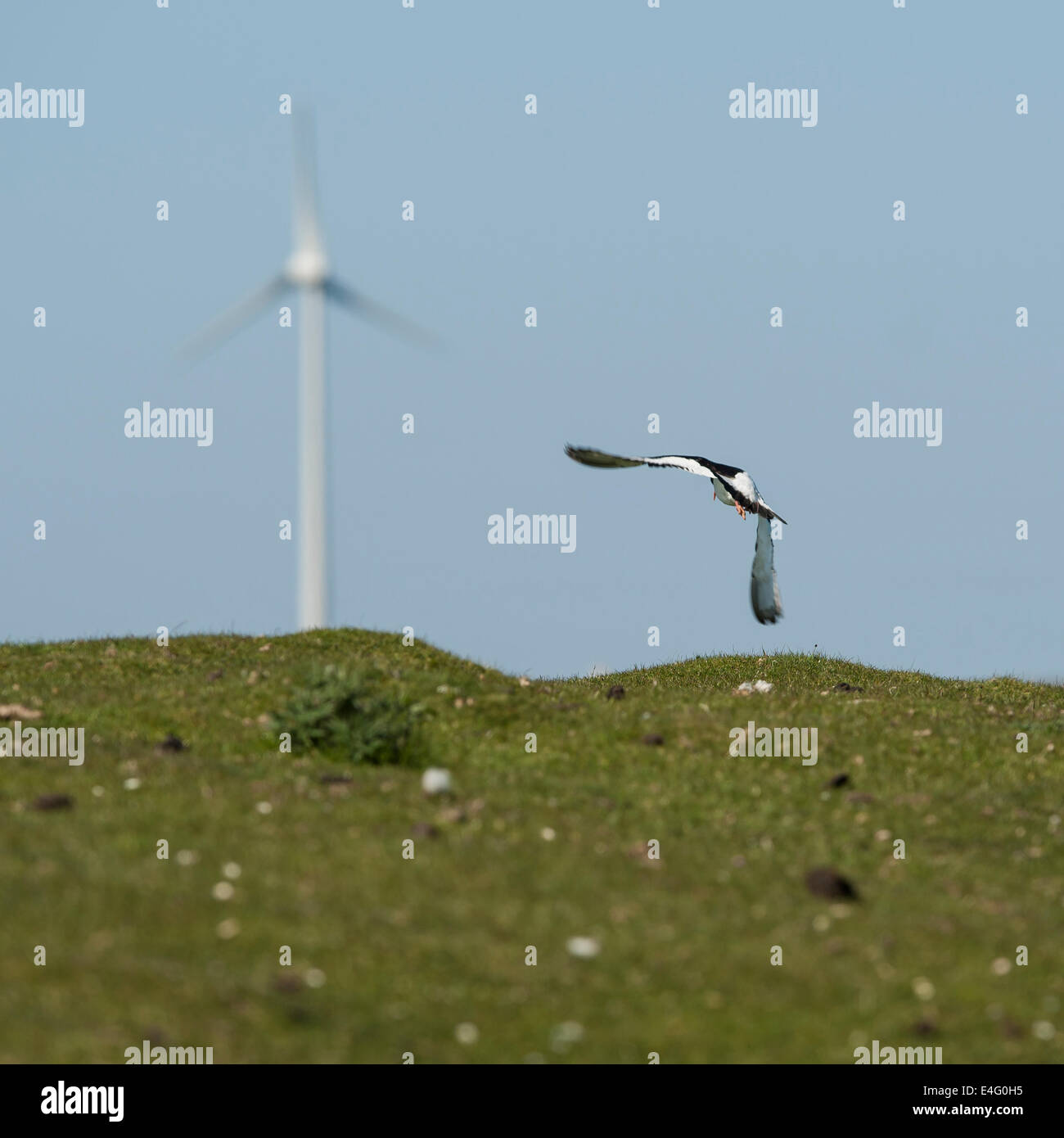 Wings, Soa, Tiree Stock Photo - Alamy