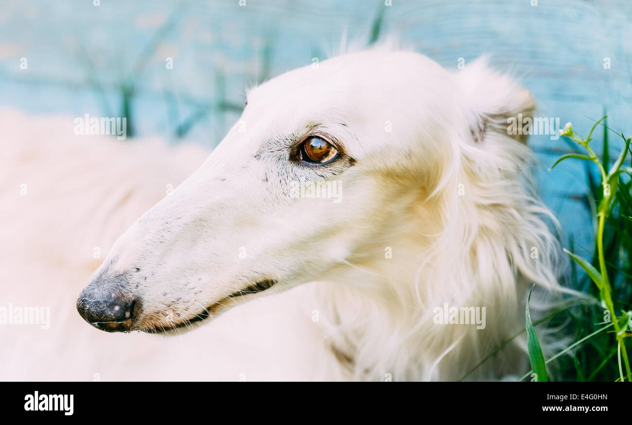 Russian dog show hi-res stock photography and images - Alamy