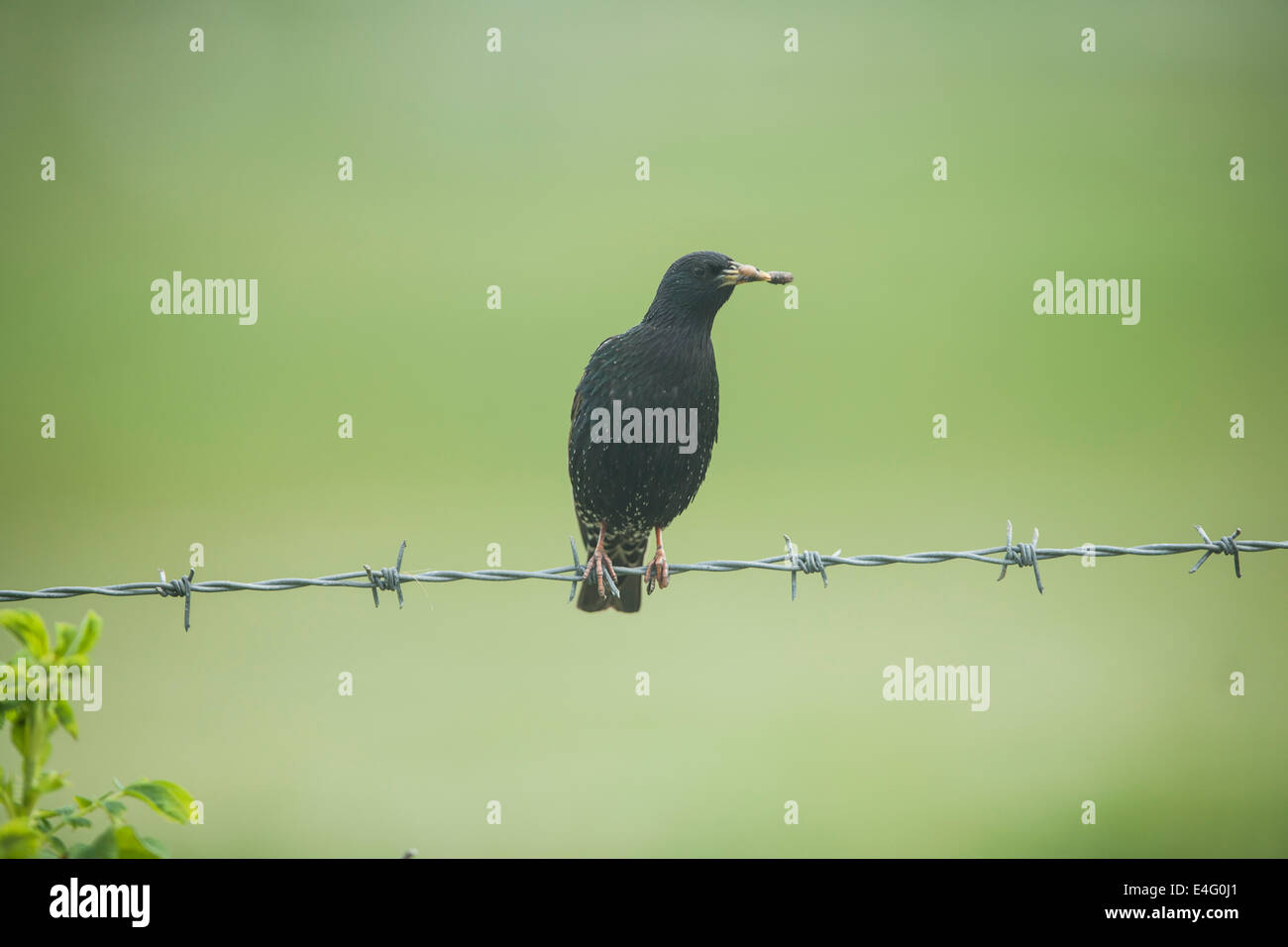 Bird on a wire Stock Photo - Alamy