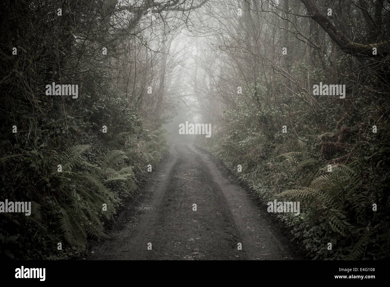 Tree myst hi-res stock photography and images - Alamy
