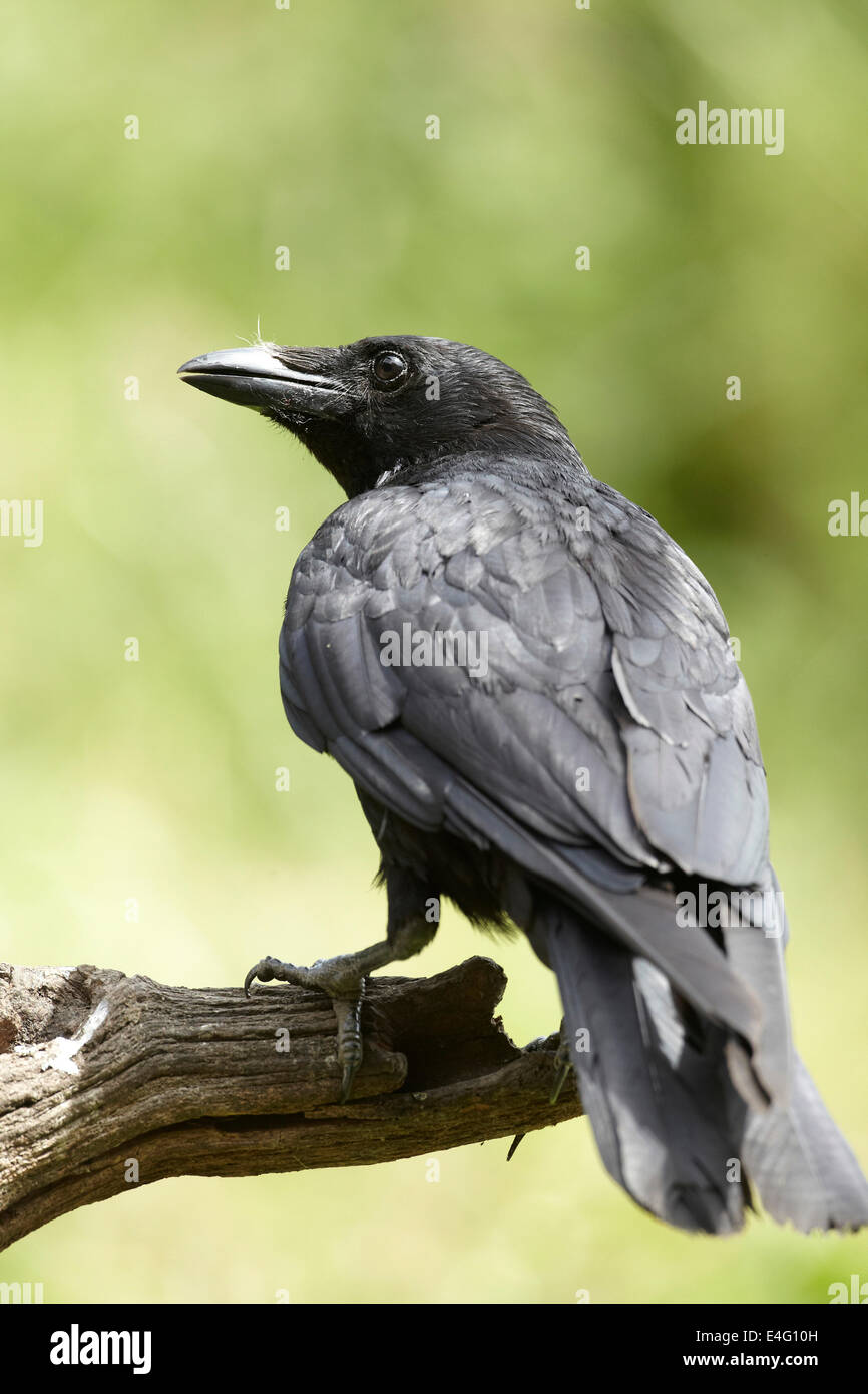 Carrion Crow, Corvus corone corone, close up, UK Stock Photo - Alamy
