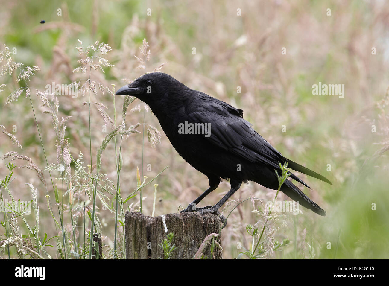 Carrion Crow, Corvus corone corone, close up, UK Stock Photo - Alamy