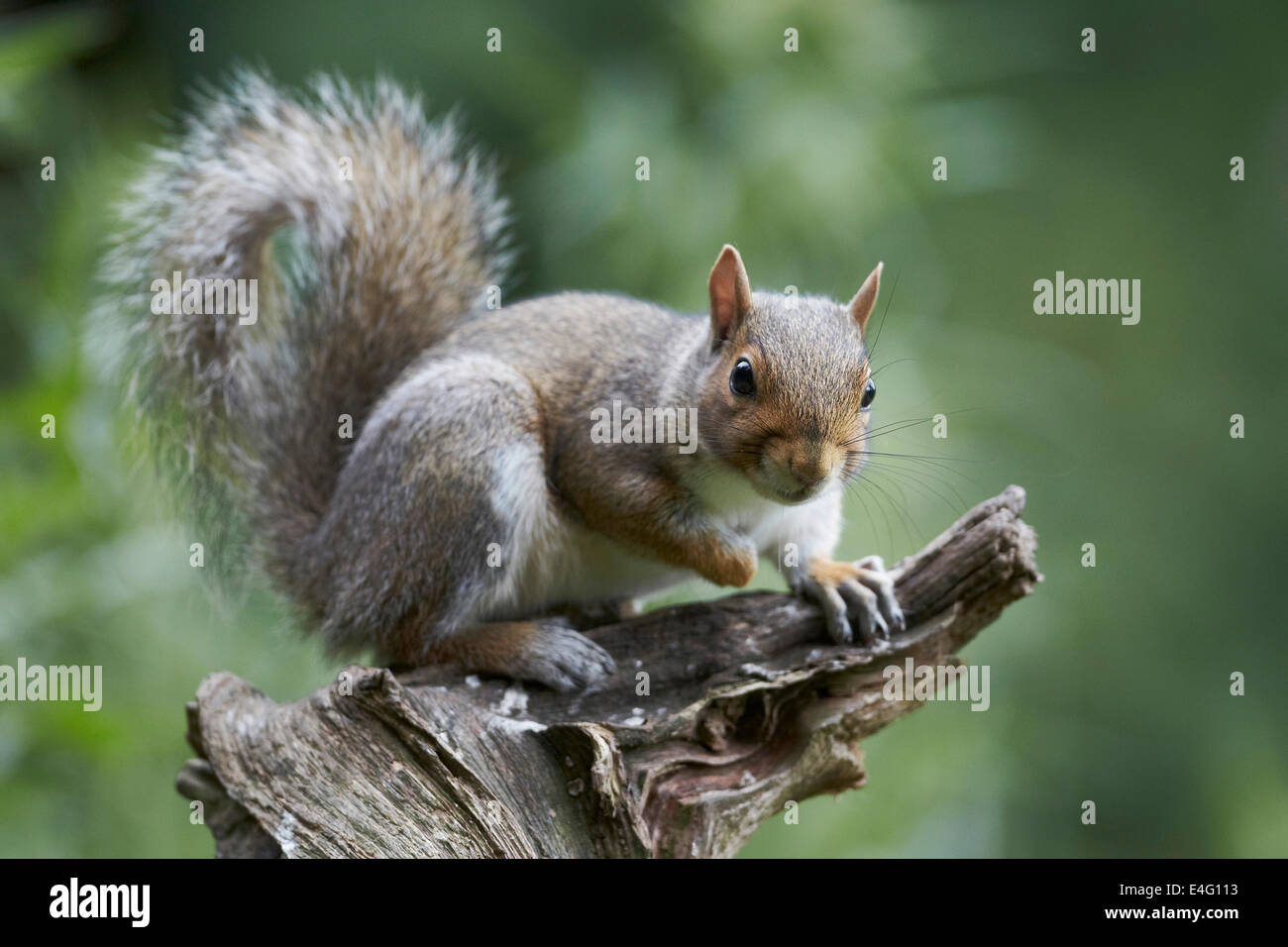 Sciurus carolinensis pest introduced vermin hi-res stock photography ...