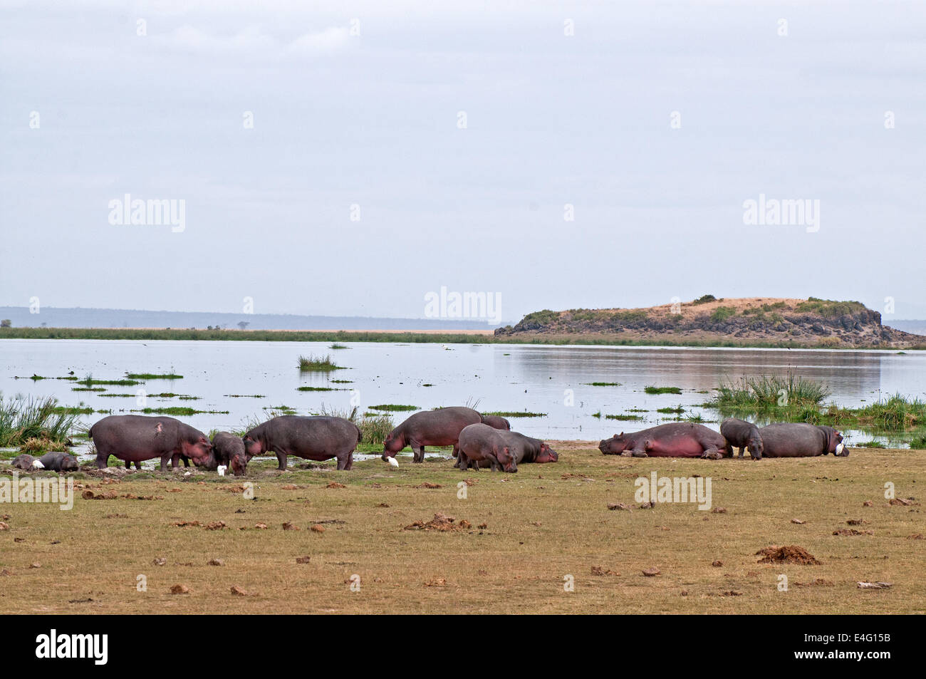 Large group of adult hippos resting on side of swamp in Amboseli ...
