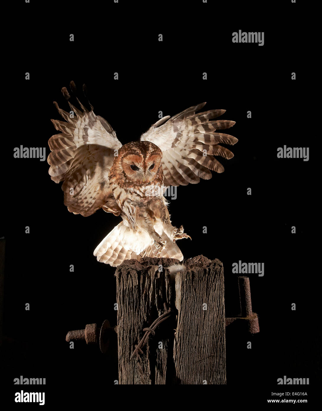 Tawny owl flying prey hi-res stock photography and images - Alamy