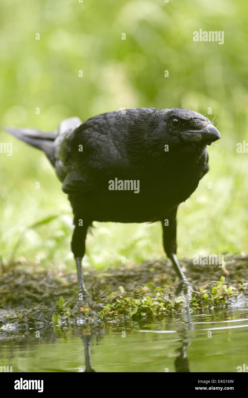 Crow drinking water hi-res stock photography and images - Alamy