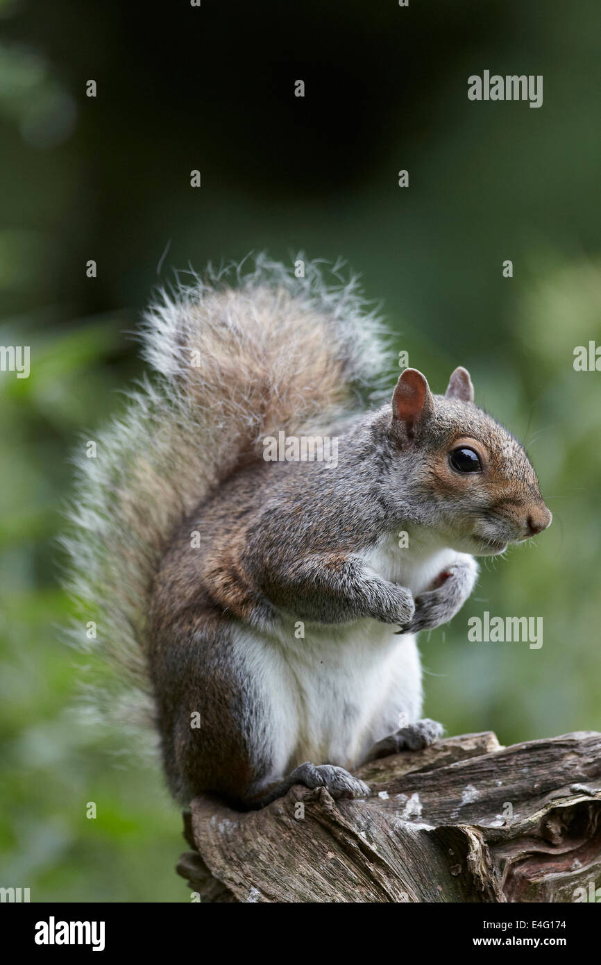 Invasive uk squirrel hi-res stock photography and images - Alamy