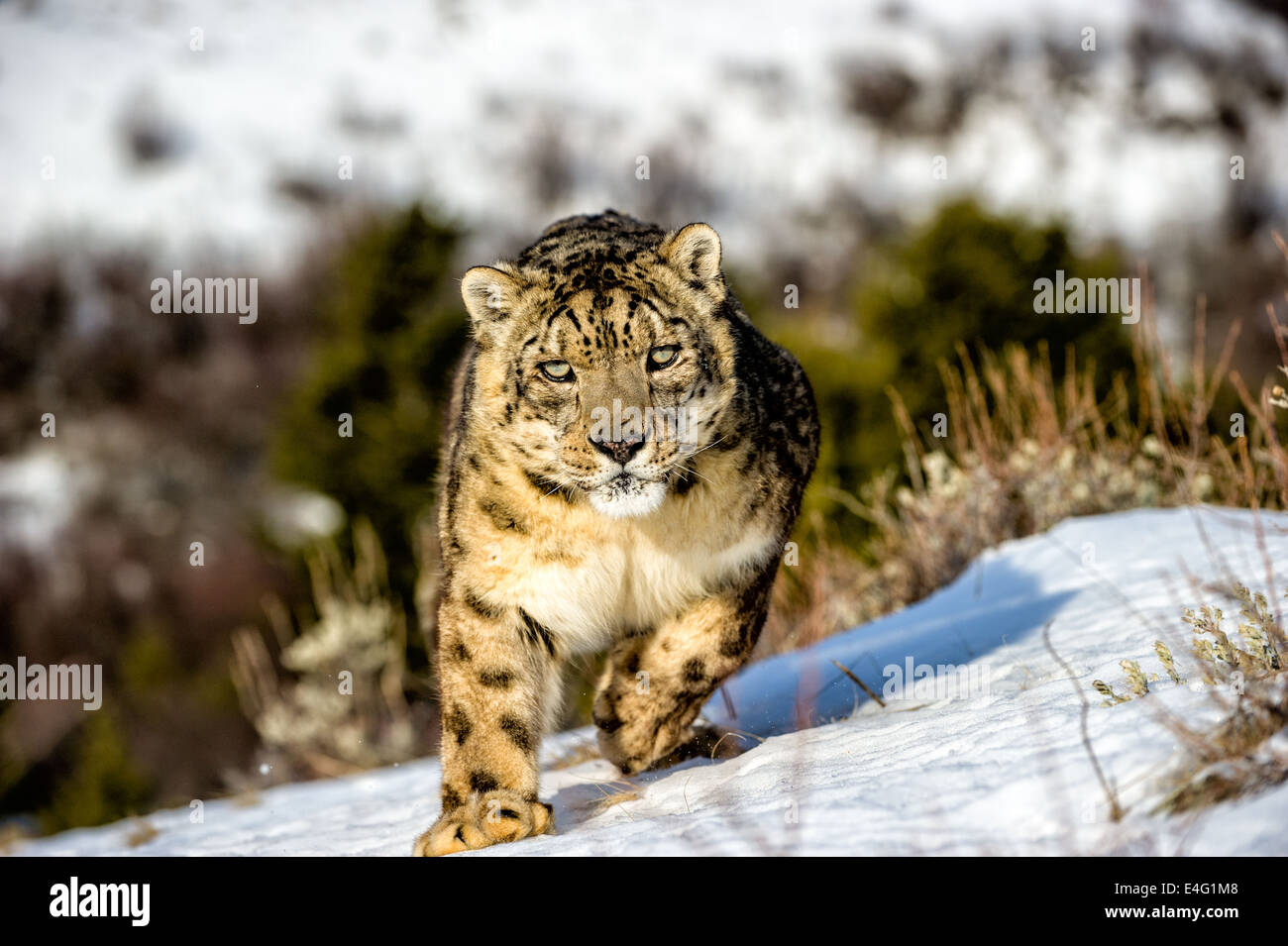 Snow Leopard walking forward Stock Photo - Alamy