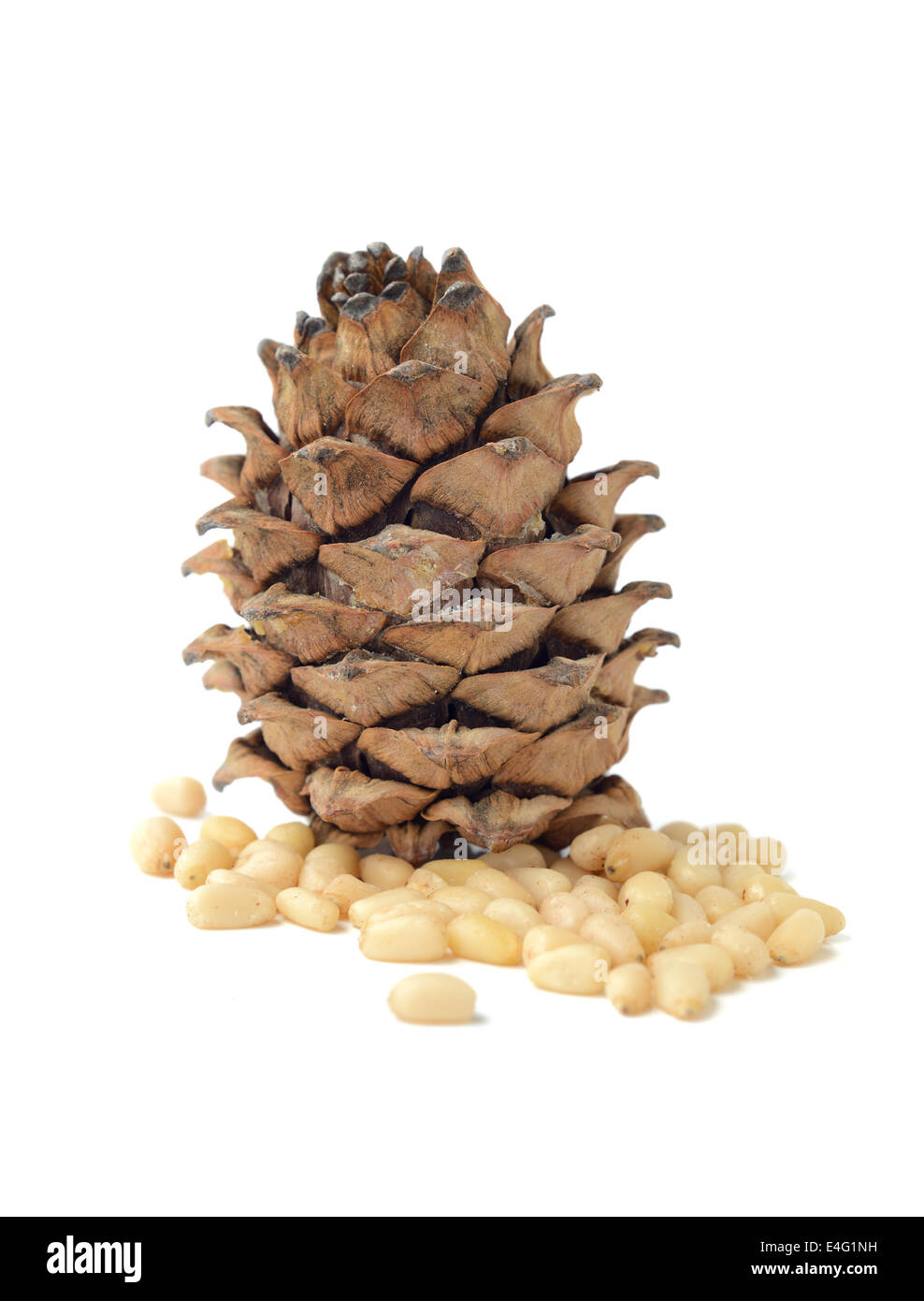 Siberian pine cone with nuts isolated on white background Stock Photo ...