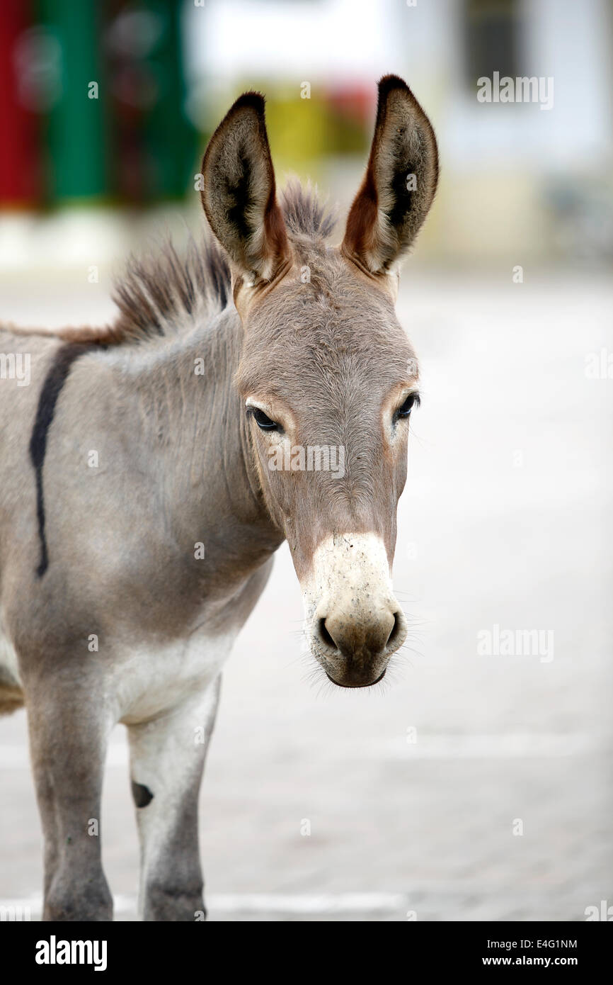 African Donkey