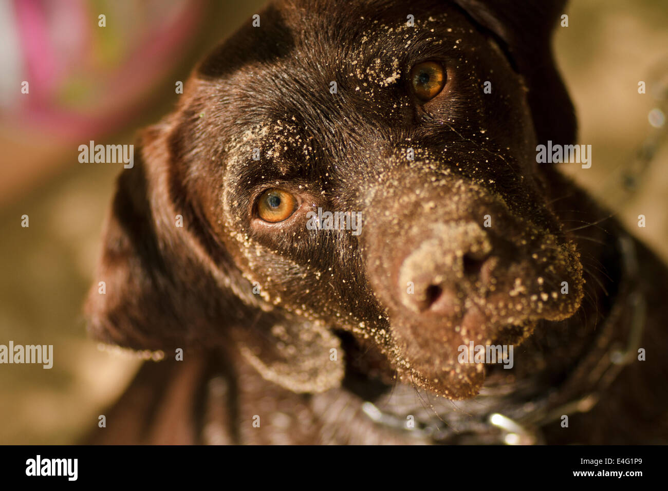 Head in sand hi-res stock photography and images - Alamy