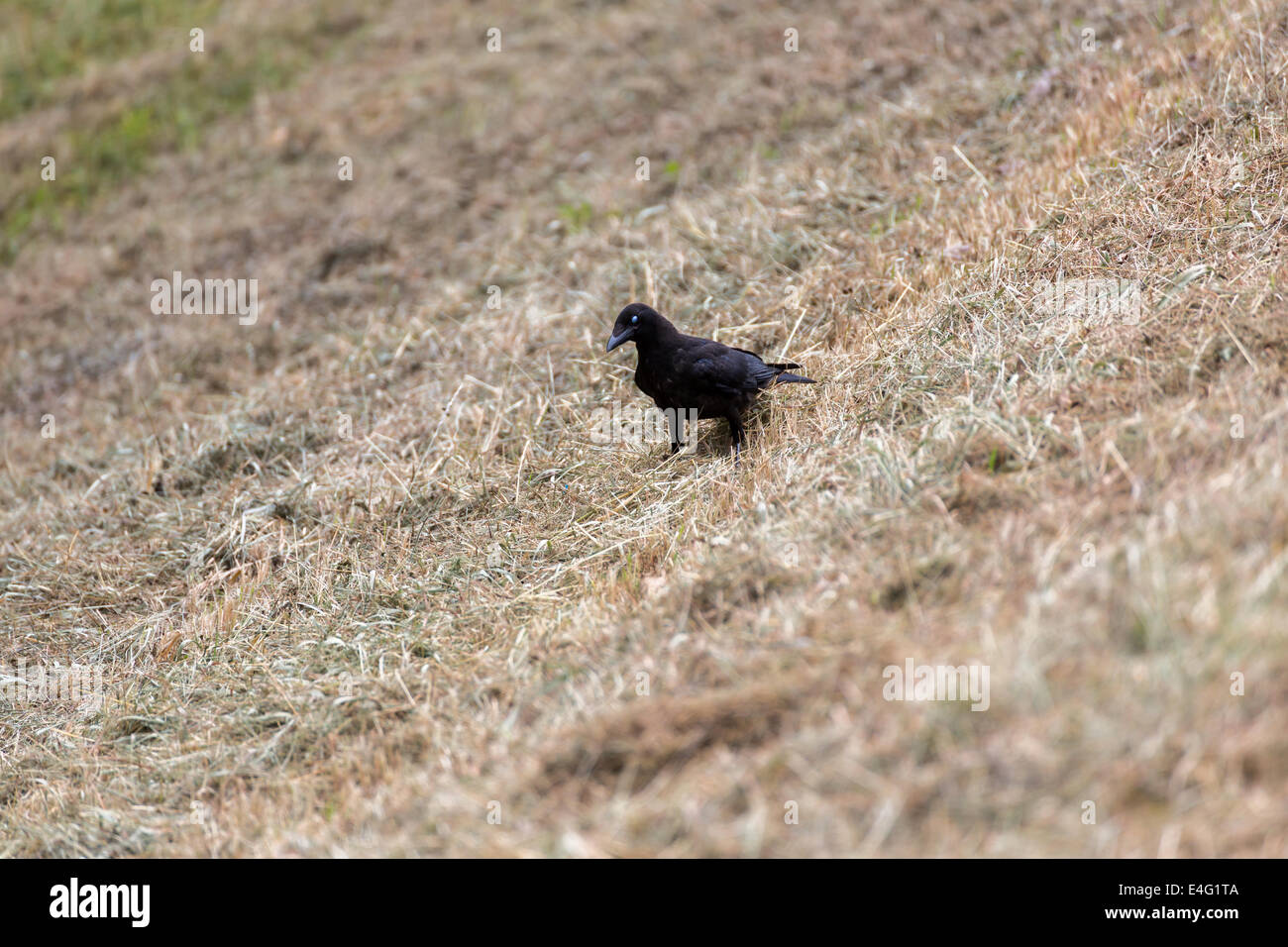 California Crow Hunting