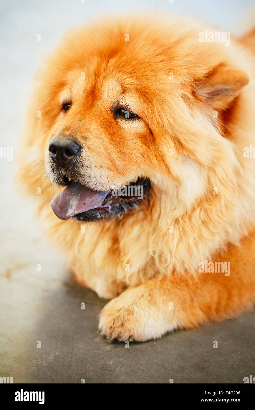 Red Chines chow chow dog close up portrait Stock Photo - Alamy