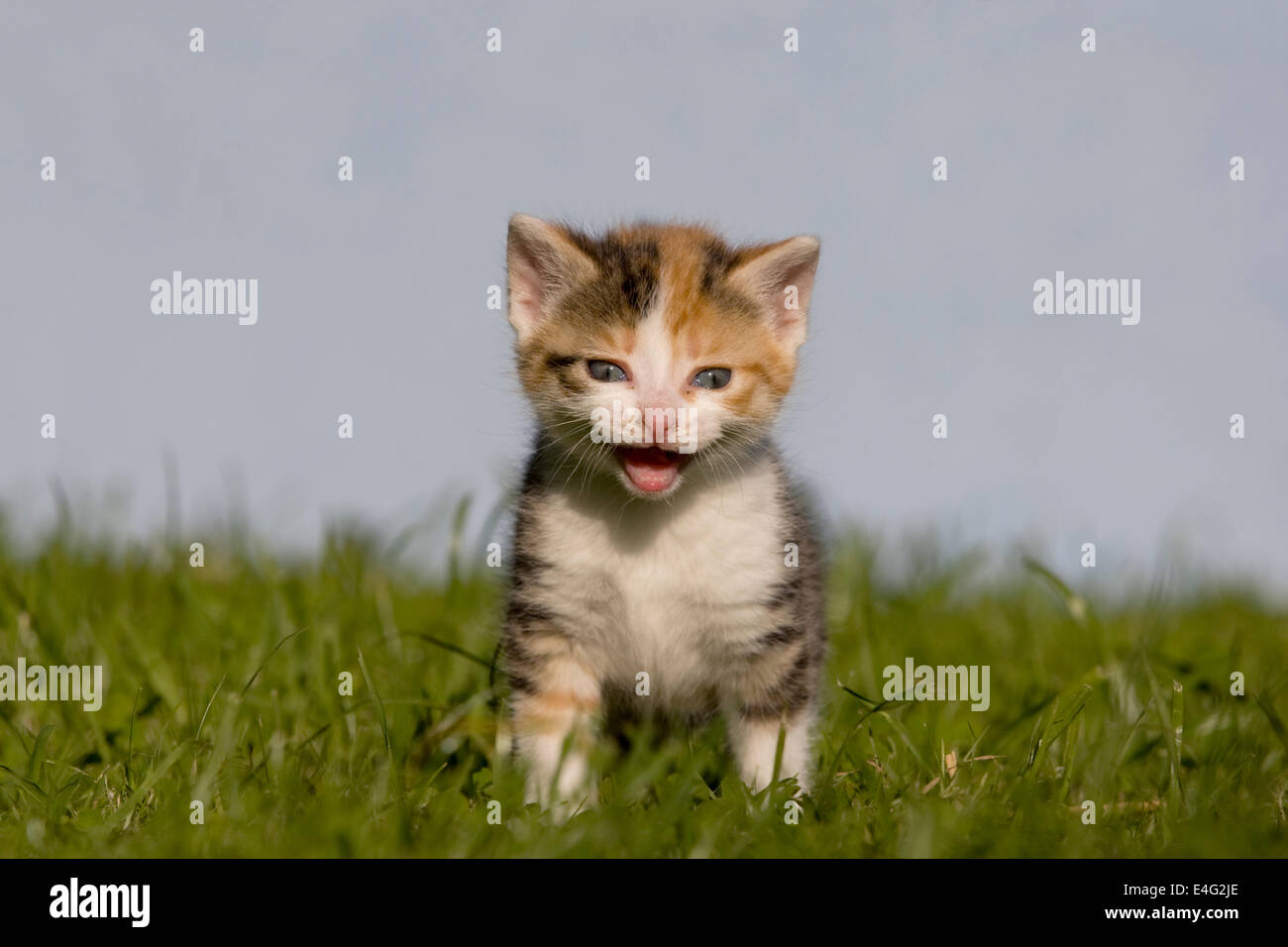 Kitten meow grass hi-res stock photography and images - Alamy