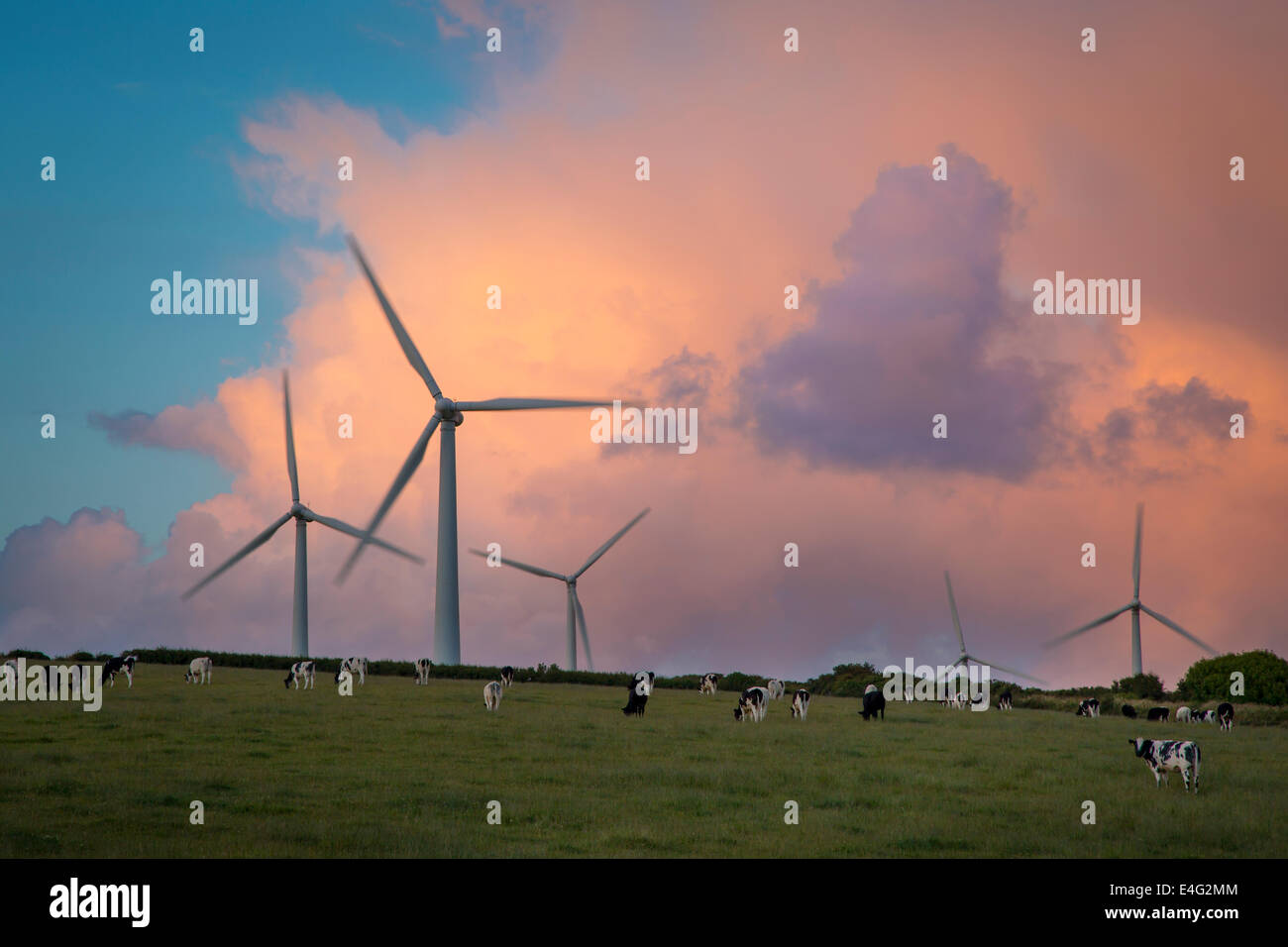 Colorful sunset over wind farm and dairy cows near Wadebridge, Cornwall ...