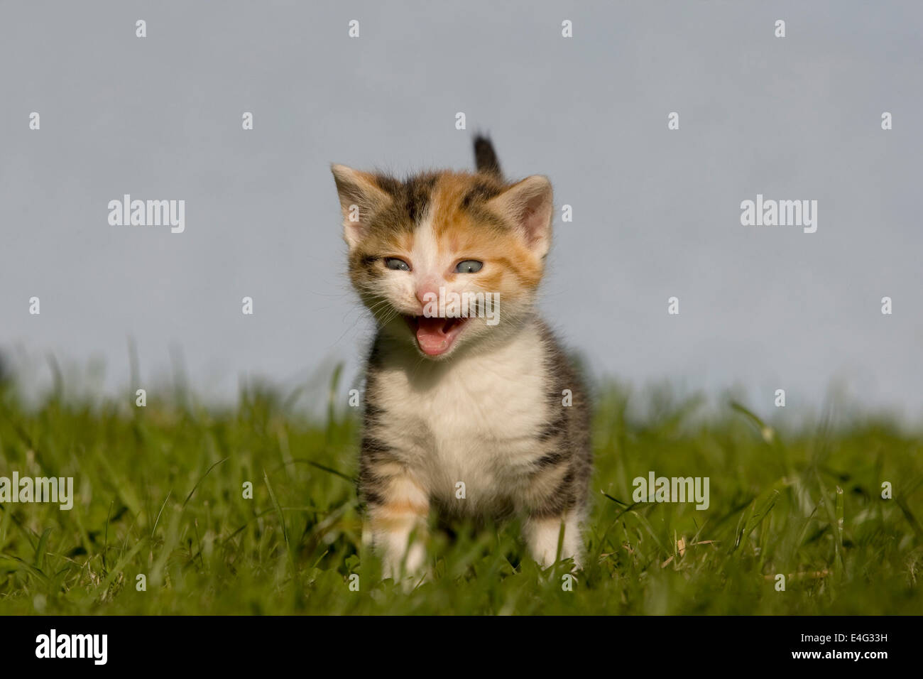 Cat, kitten meowing on a meadow with blue sky Stock Photo - Alamy