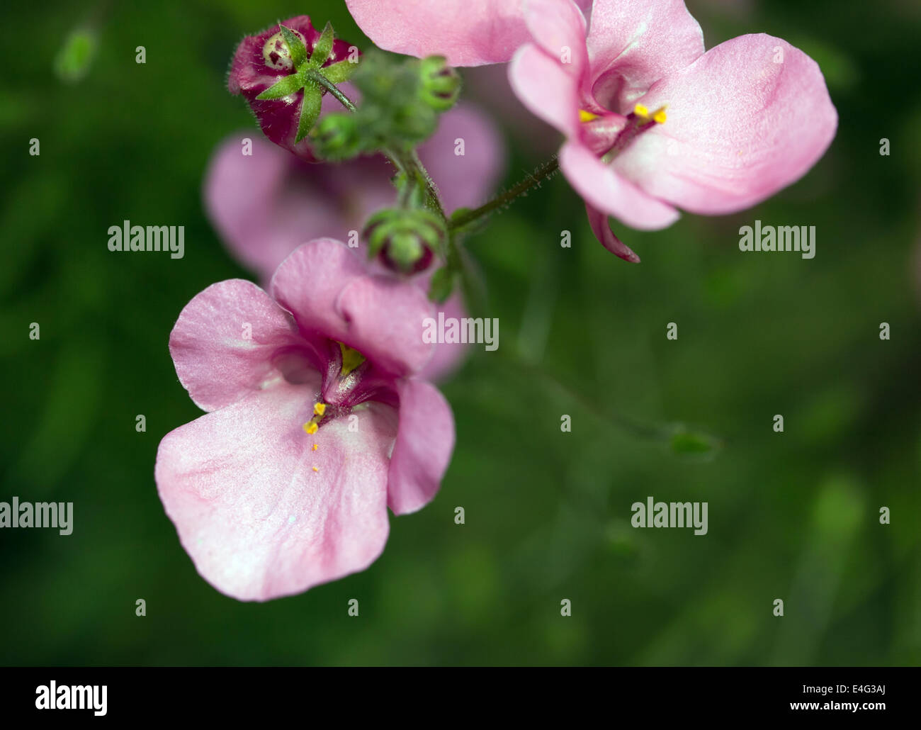 Macro image of a Diascia flower Stock Photo - Alamy