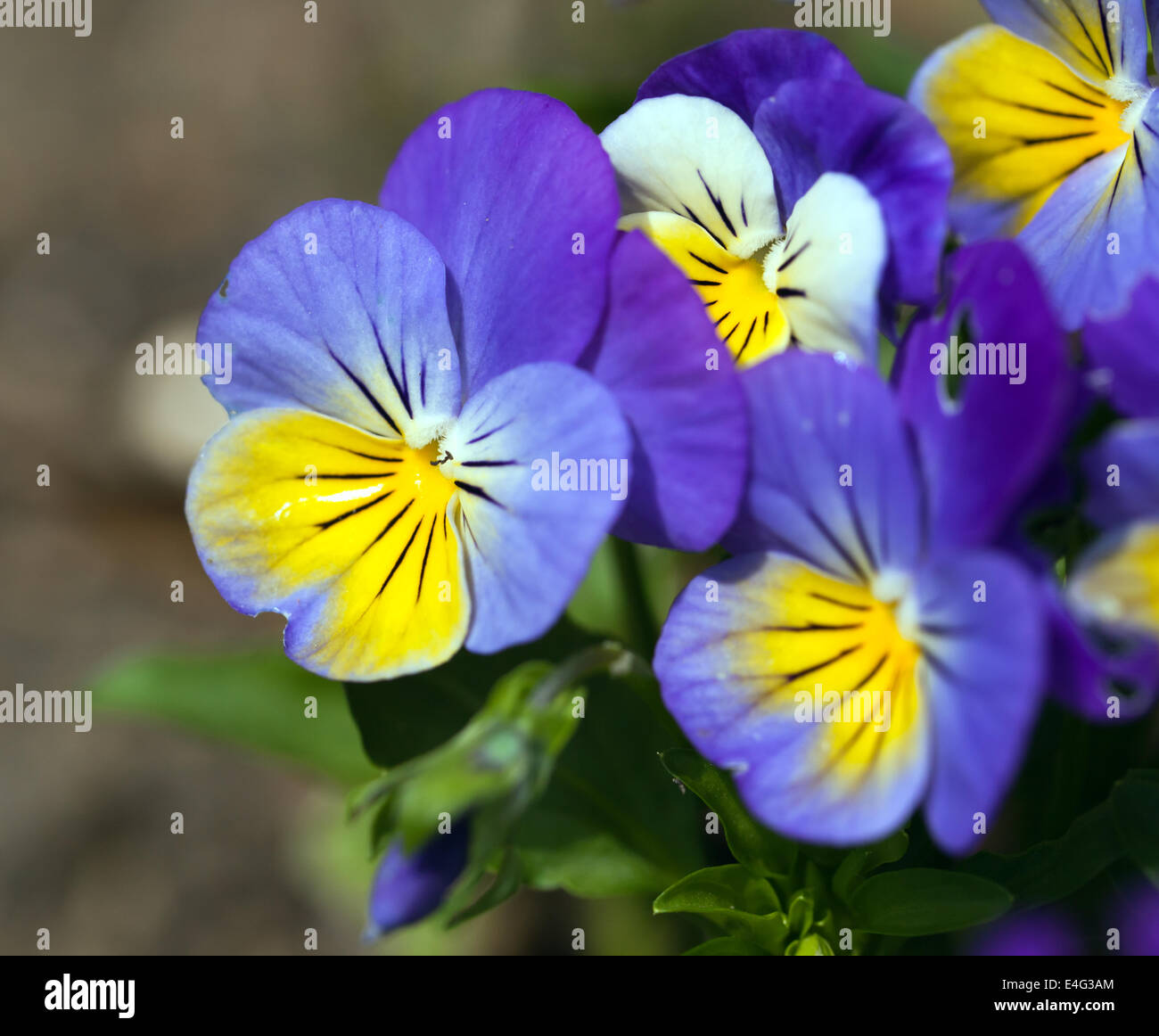 Close up pansy hi-res stock photography and images - Alamy