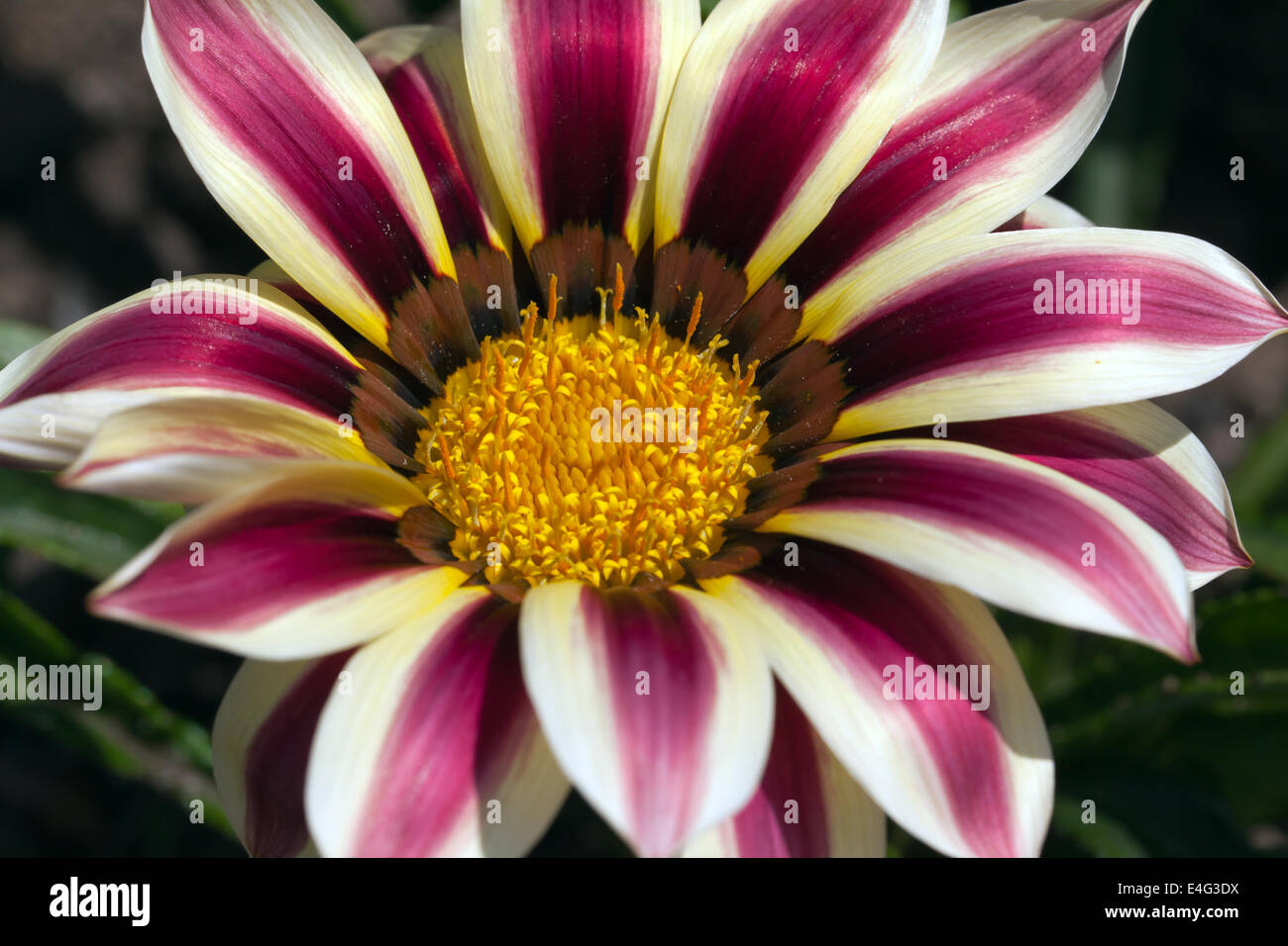 Macro image of a single Gazania flower Stock Photo - Alamy