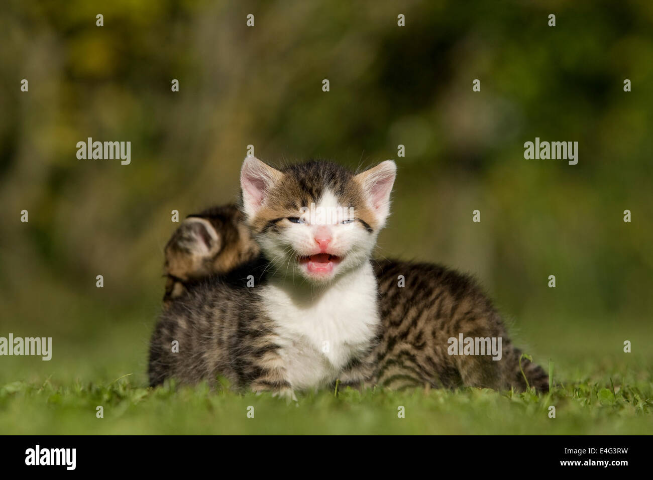 Cat, kitten miaowing on a meadow Stock Photo - Alamy