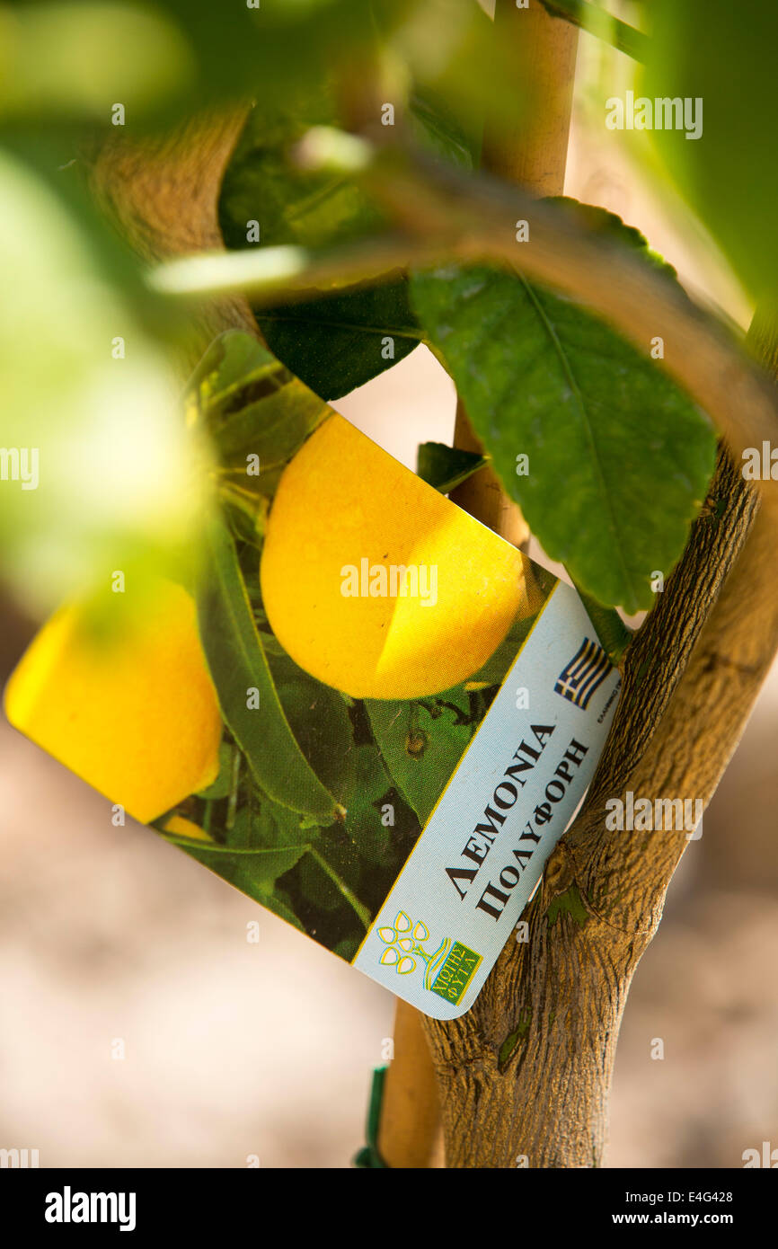 A Lemon tree planted in Sivota, Greece Stock Photo - Alamy