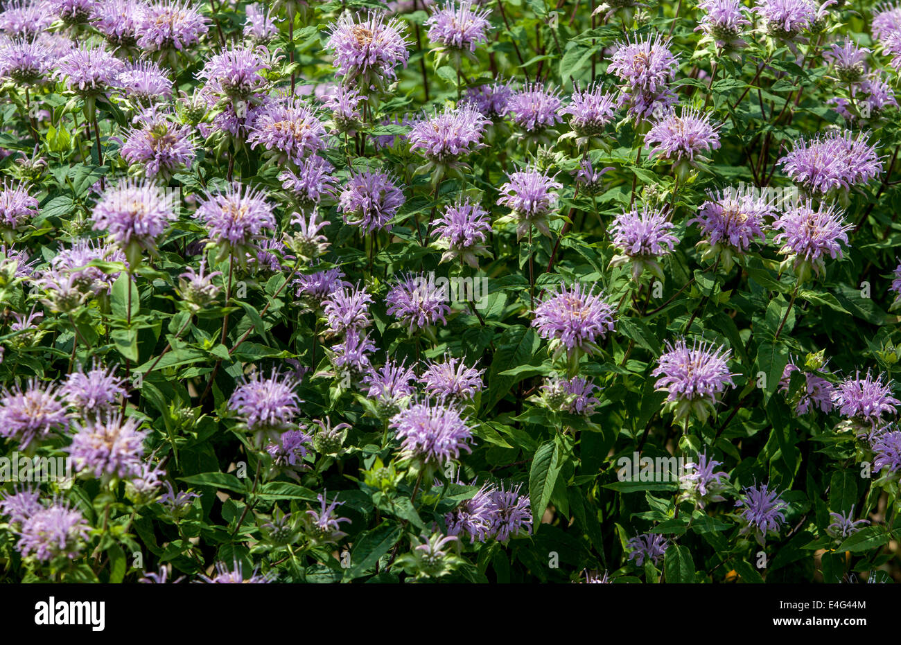 Monarda didyma 'Blue Stocking' Bergamot Stock Photo - Alamy