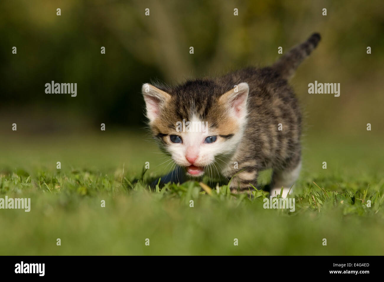 Little kitten walking outdoor hi-res stock photography and images - Alamy