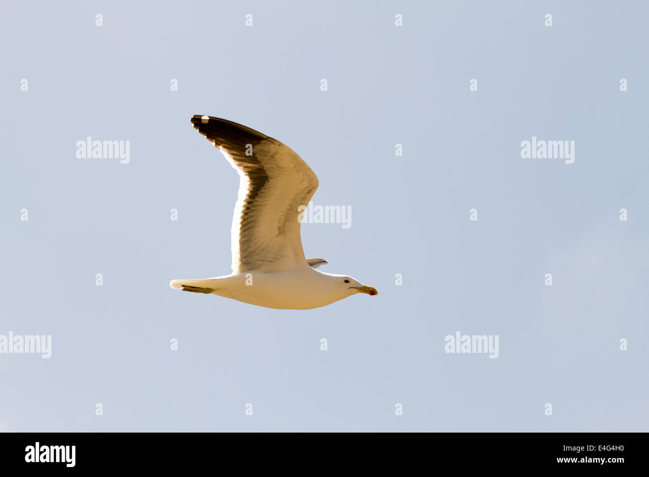 Bird in flight at Punta de Choros, Isla Damas, La Serena, Chile. 2013 ...