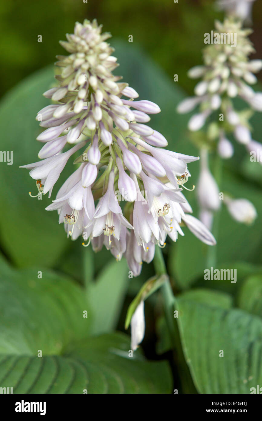 Flowering Hostas High Resolution Stock Photography and Images - Alamy