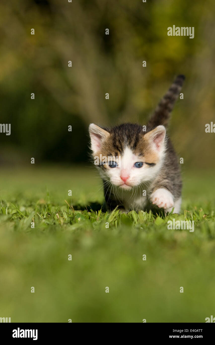 Little kitten walking outdoor hi-res stock photography and images - Alamy
