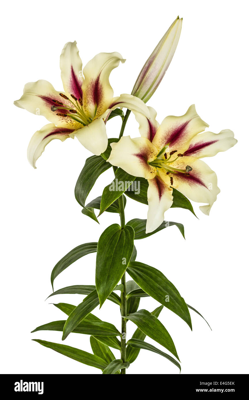 Flowers lily, lat. Lilium Oriental Hybrids, isolated on white ...