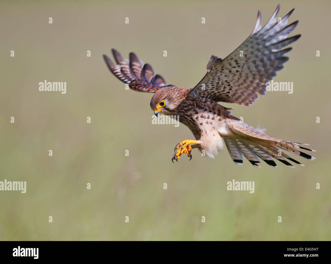 Wild female Kestrel about to strike on unsuspecting prey Stock Photo ...