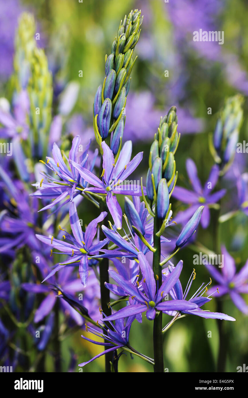 Camassia flower hi-res stock photography and images - Alamy