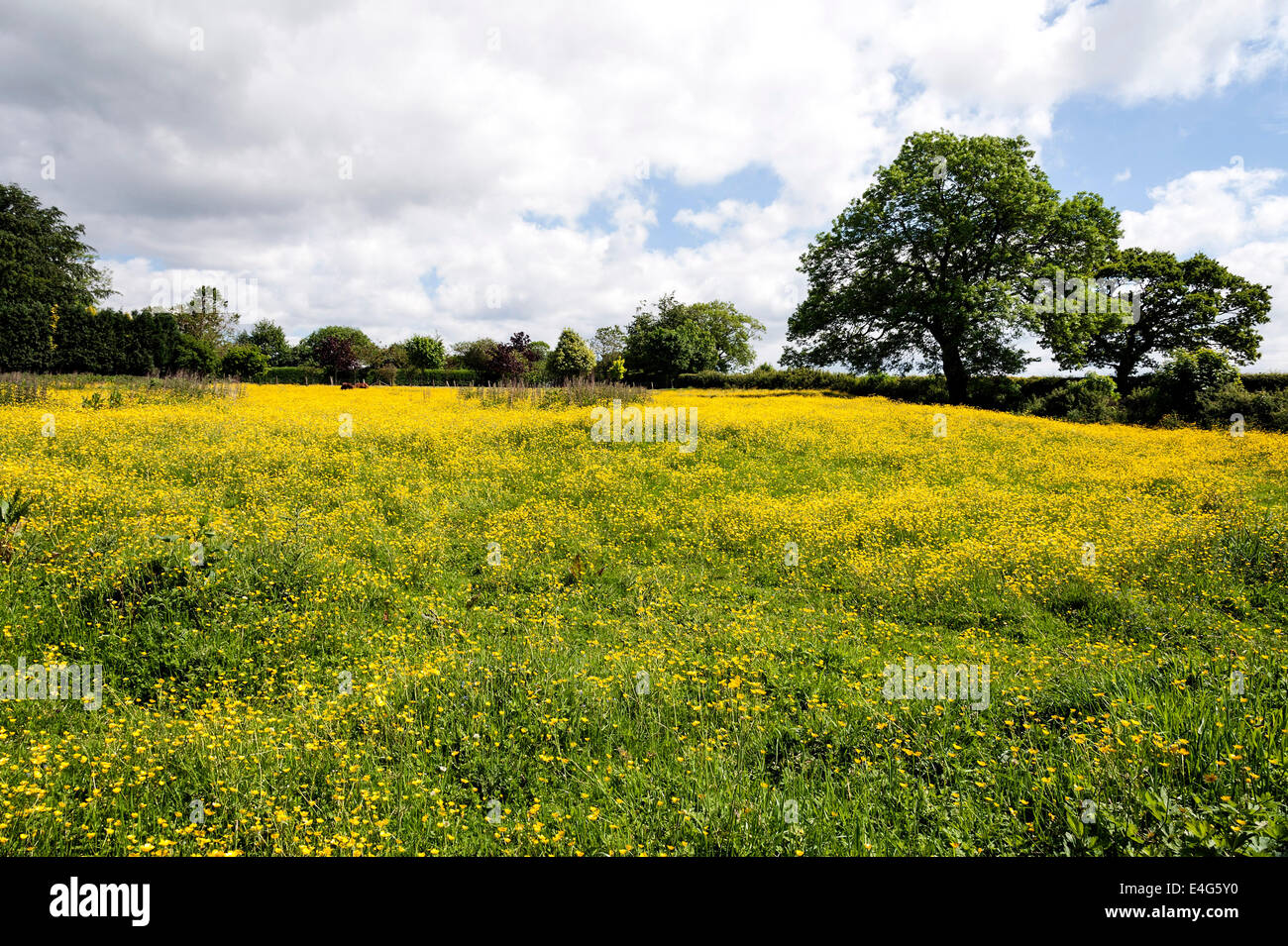 A field of buttercups near Lockton village Stock Photo - Alamy