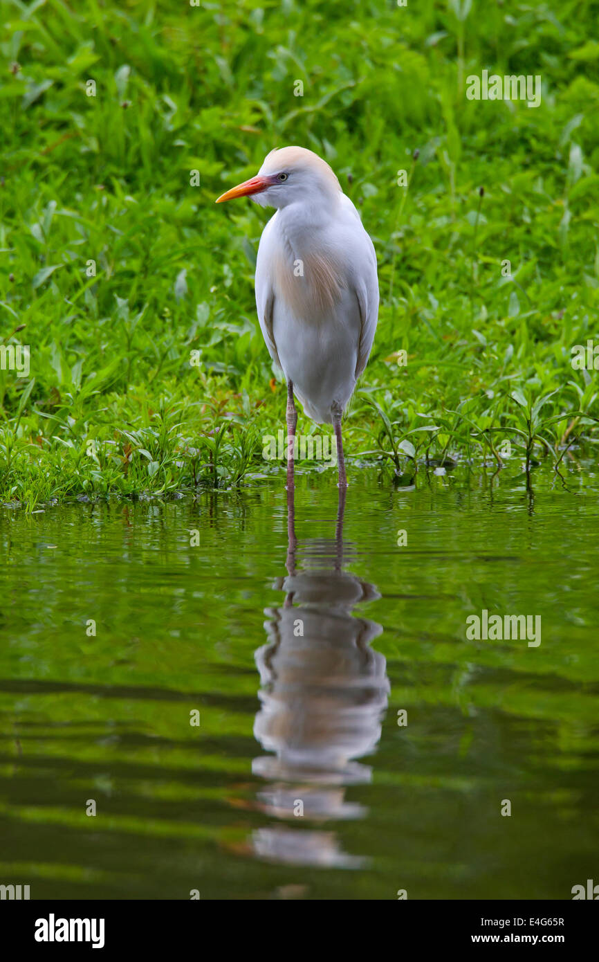 Cattle heron hi-res stock photography and images - Alamy