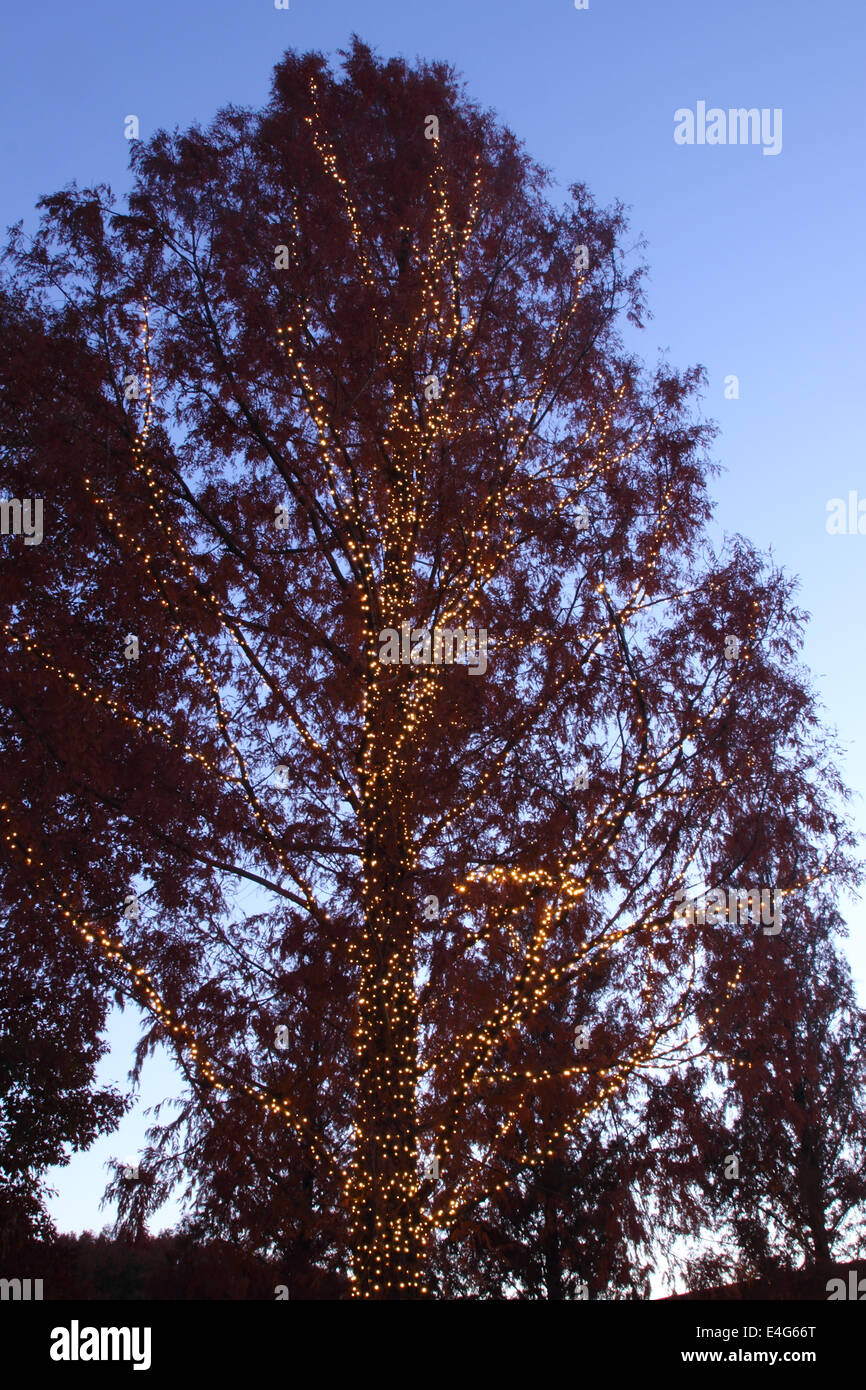Beautiful illuminated tree in night Stock Photo - Alamy