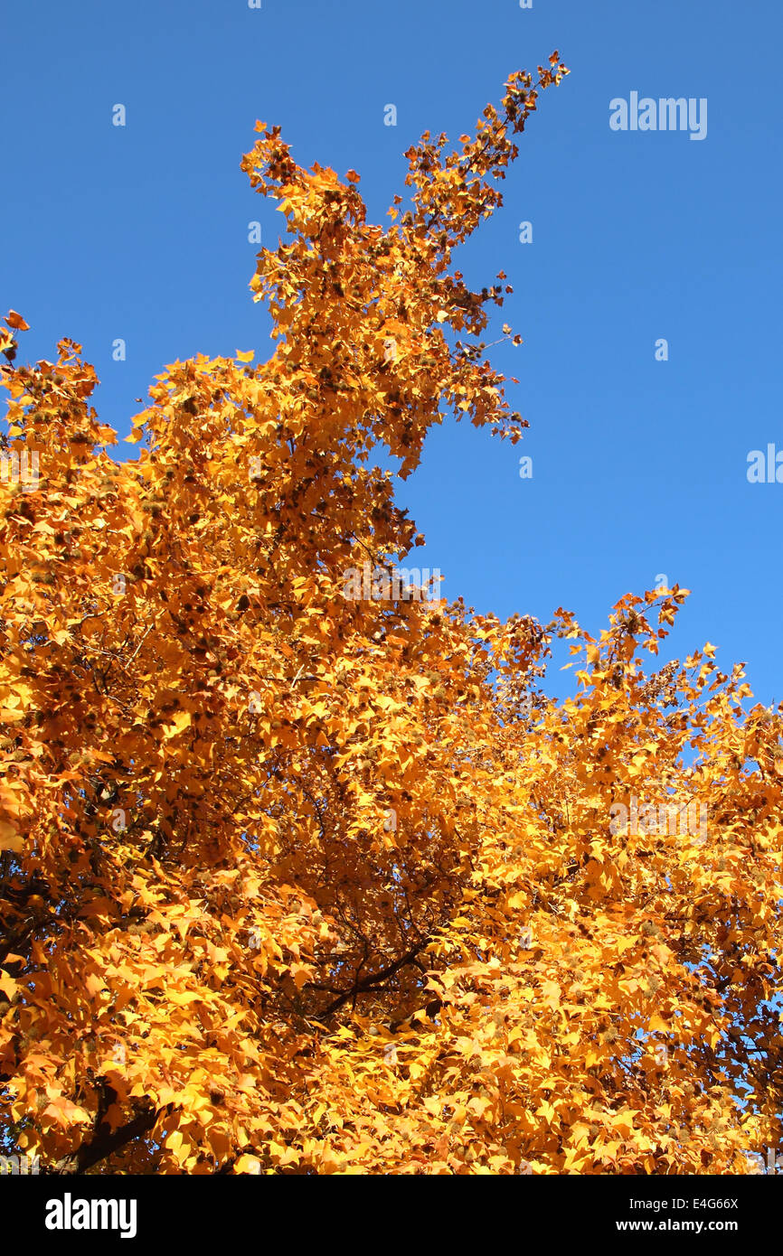 autumn tree background in japan, saitama, Japan Stock Photo - Alamy